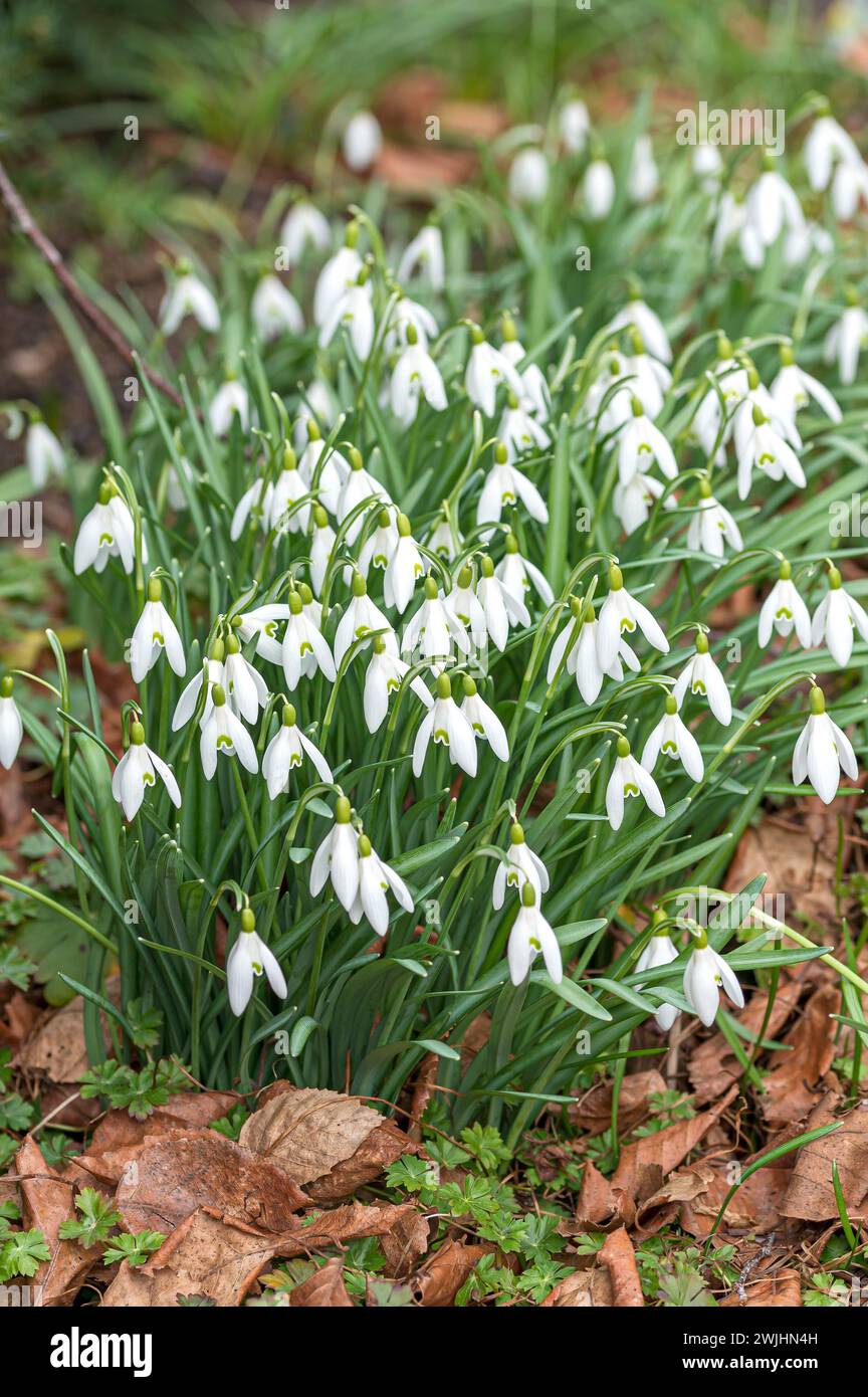 Common snowdrop (Galanthus nivalis Stock Photo - Alamy