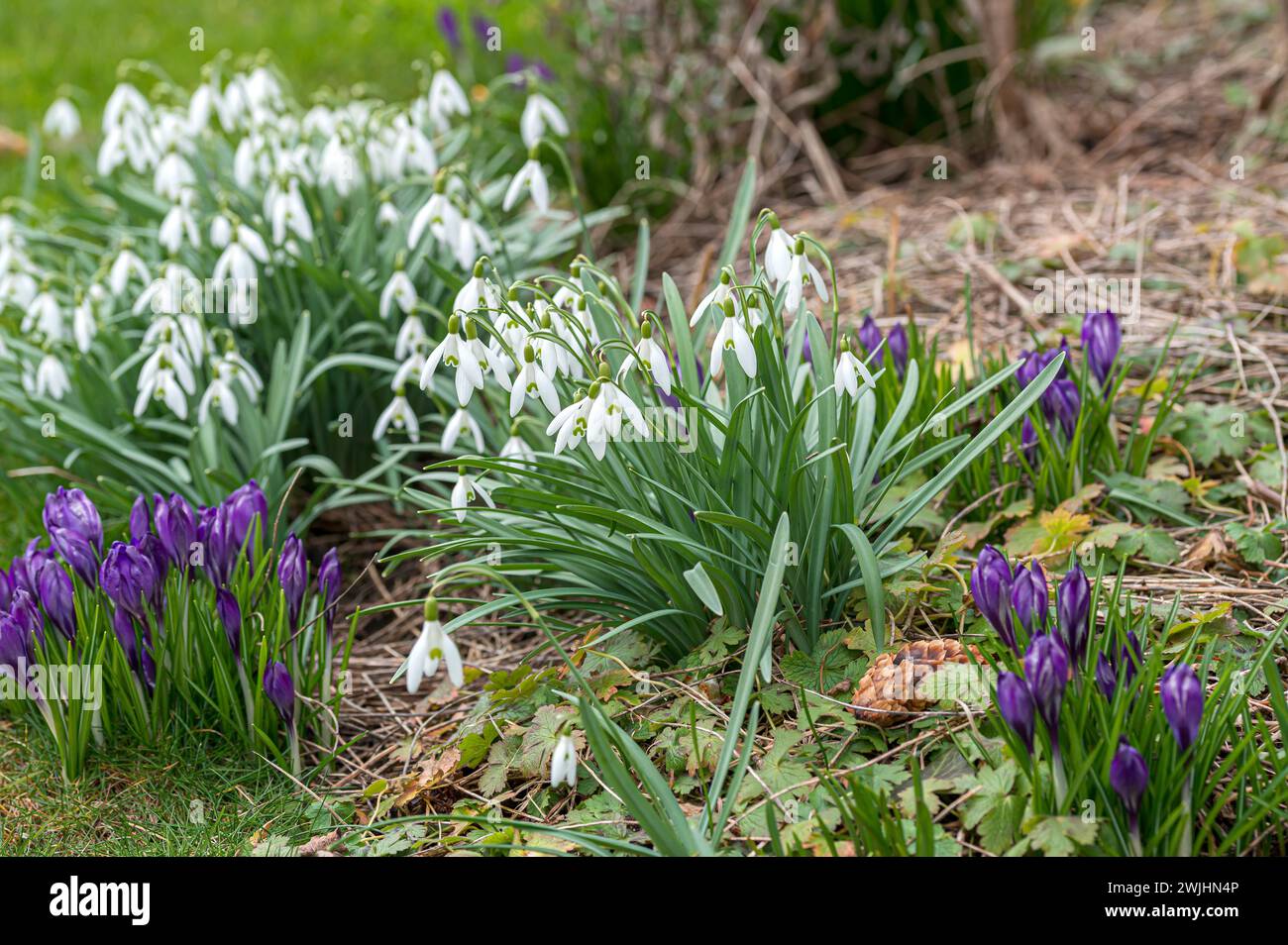 Common snowdrop (Galanthus nivalis Stock Photo - Alamy