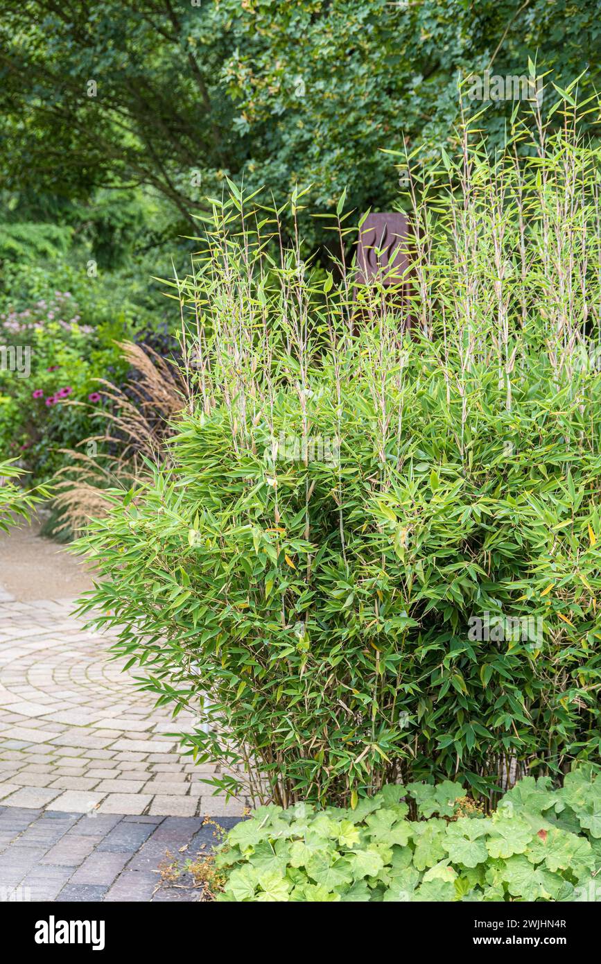 Fargesia red zebra hi-res stock photography and images - Alamy