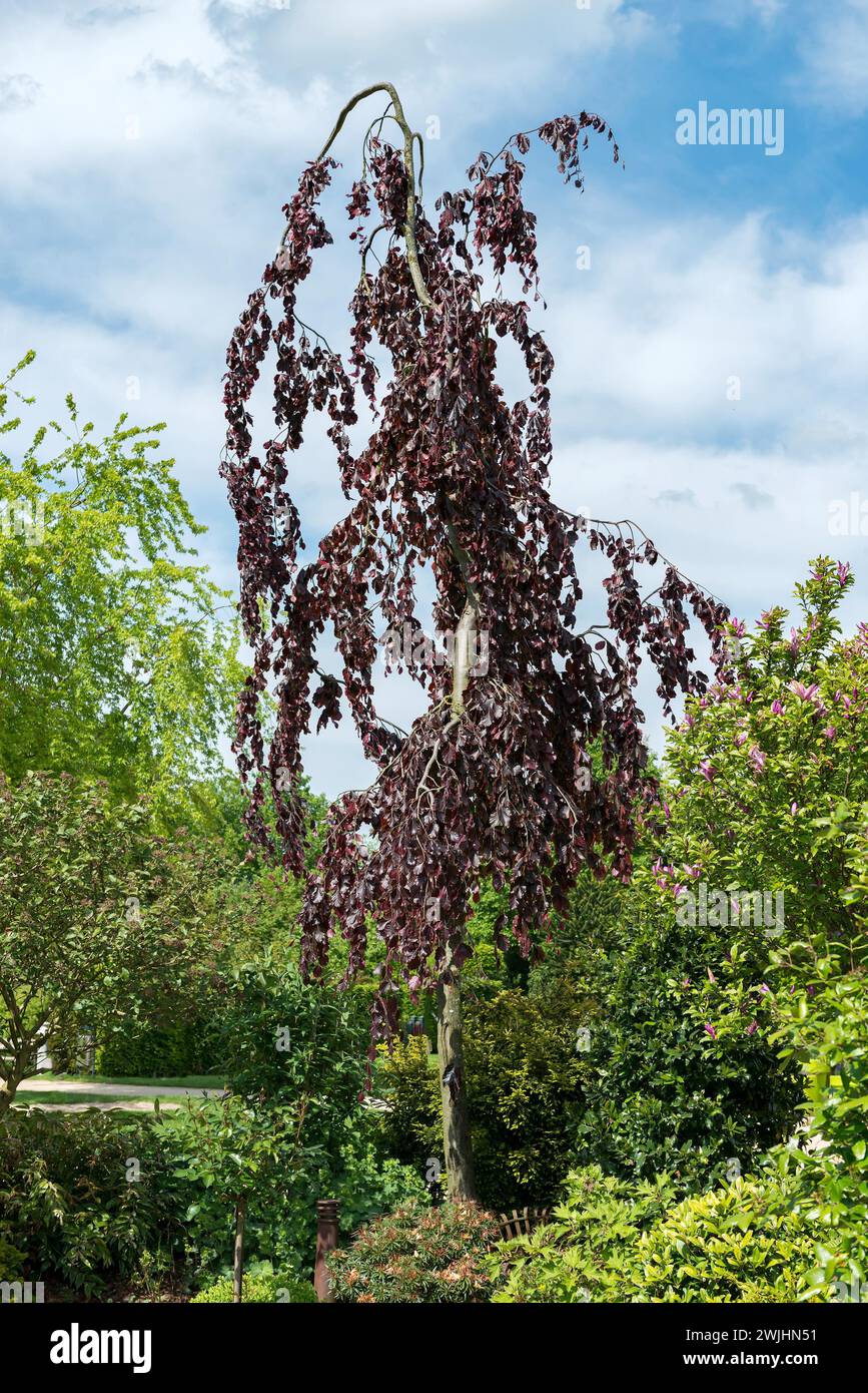 Purple beech (Fagus sylvatica 'Purple Fountain' Stock Photo - Alamy