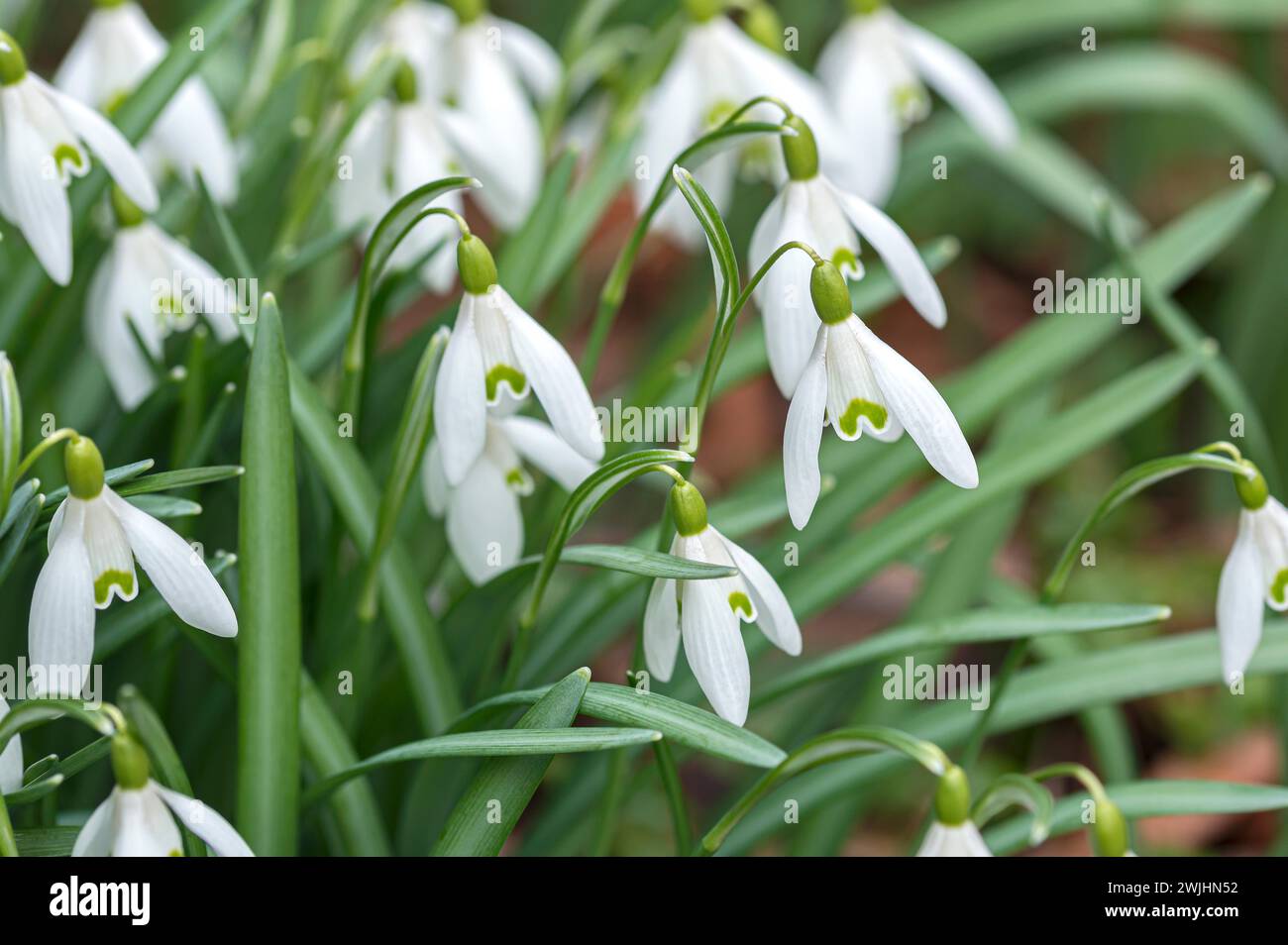 Snowdrop bulb hi-res stock photography and images - Alamy