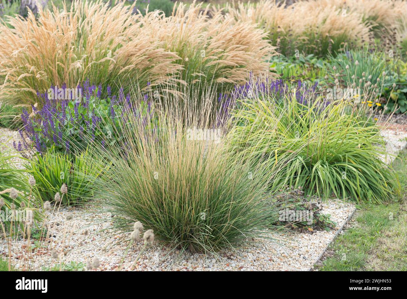 Festuca hi-res stock photography and images - Alamy