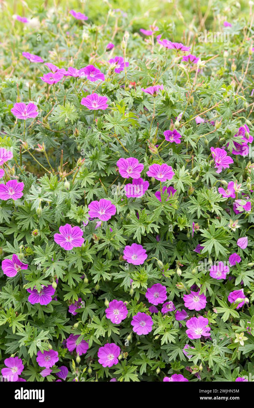 Cranesbill (Geranium sanguineum 'Max Frei' Stock Photo - Alamy