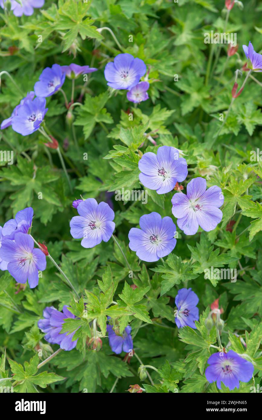 Cranesbill (Geranium ROZANNE Stock Photo - Alamy