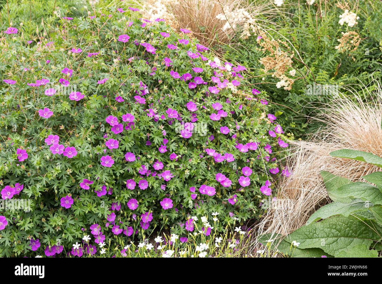 Cranesbill (Geranium sanguineum 'Max Frei' Stock Photo - Alamy