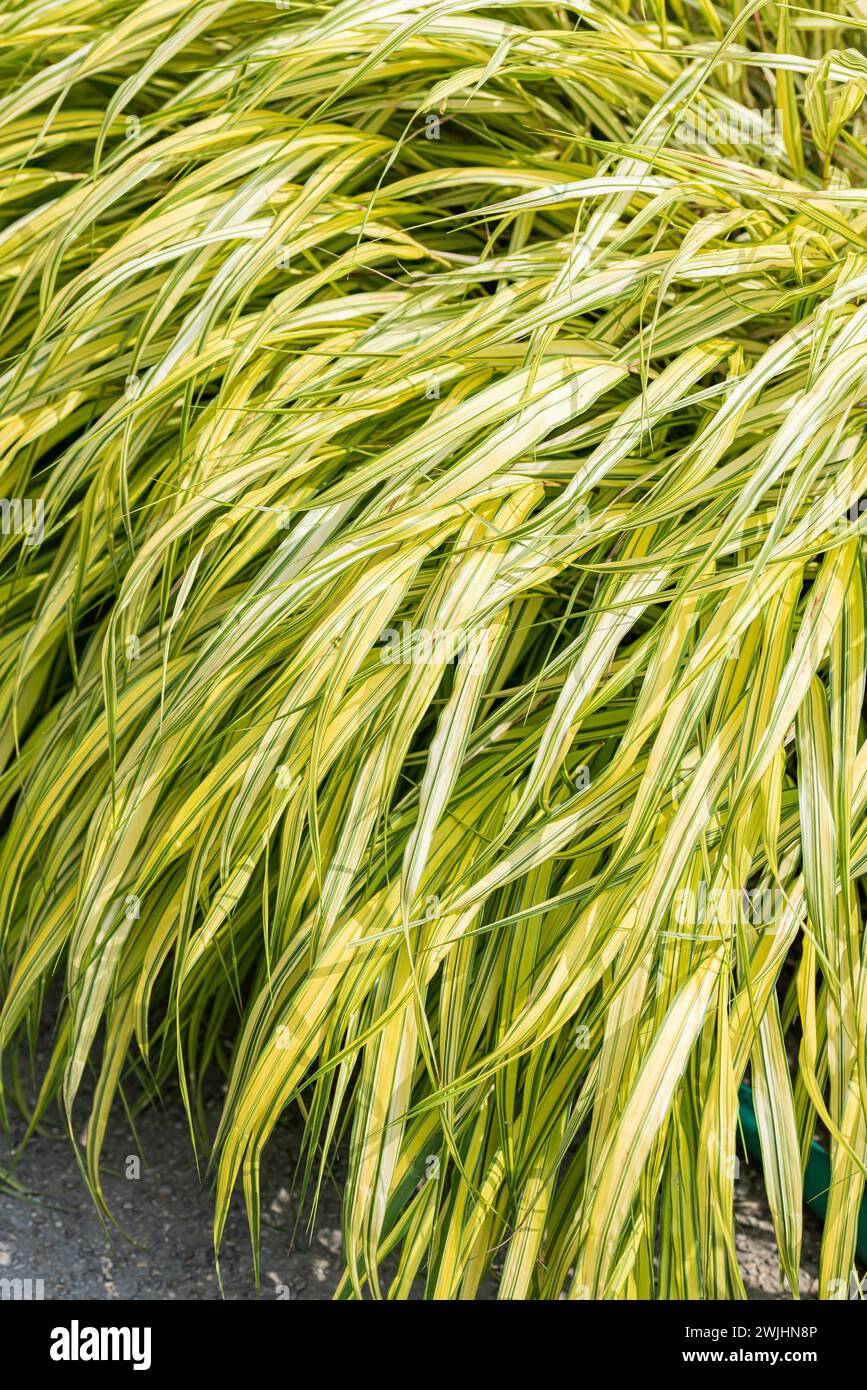 Japanese forest grass hi-res stock photography and images - Alamy
