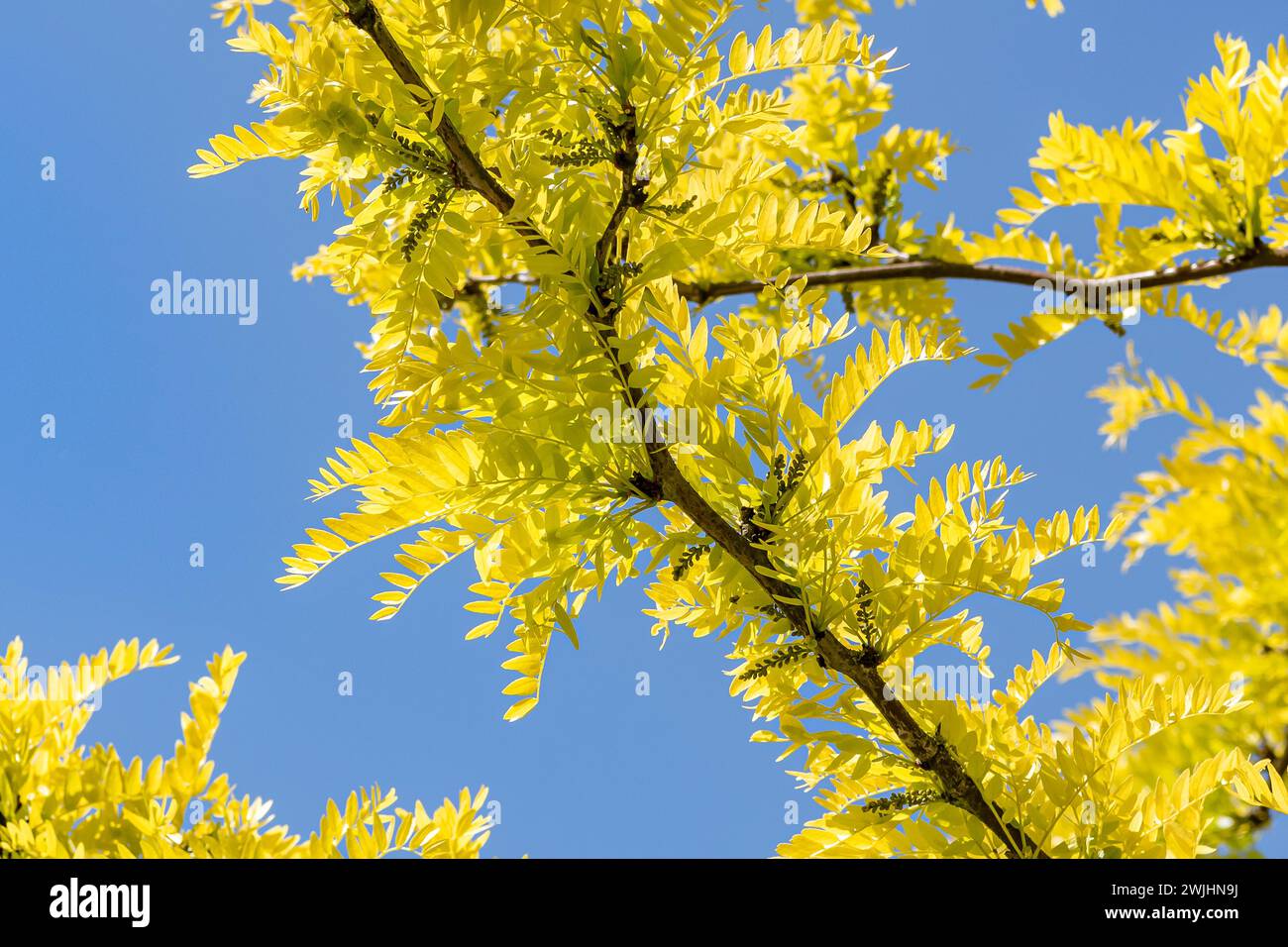 Golden Gleditsia (Gleditsia triacanthos 'Sunburst' Stock Photo - Alamy