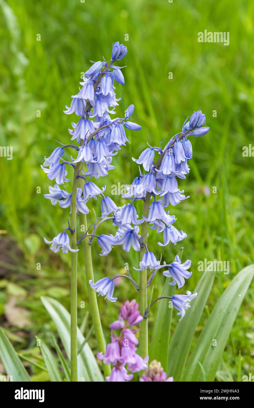 Spanish bluebell (Hyacinthoides hispanica 'Excelsior' Stock Photo - Alamy