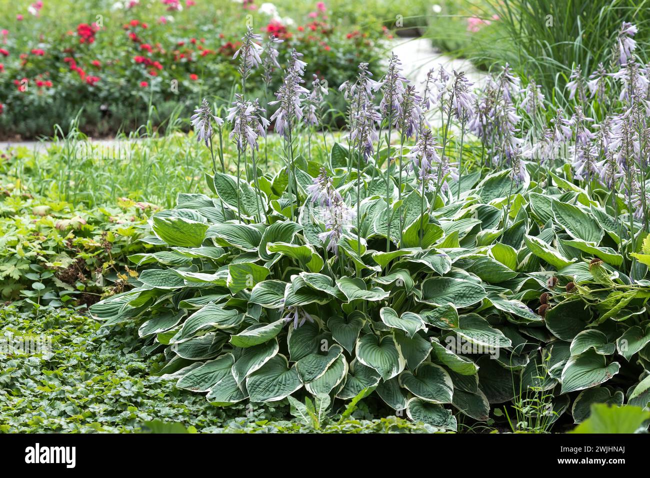 In the rose garden, Funkie (Hosta 'Francee'), Treptower Park Berlin ...