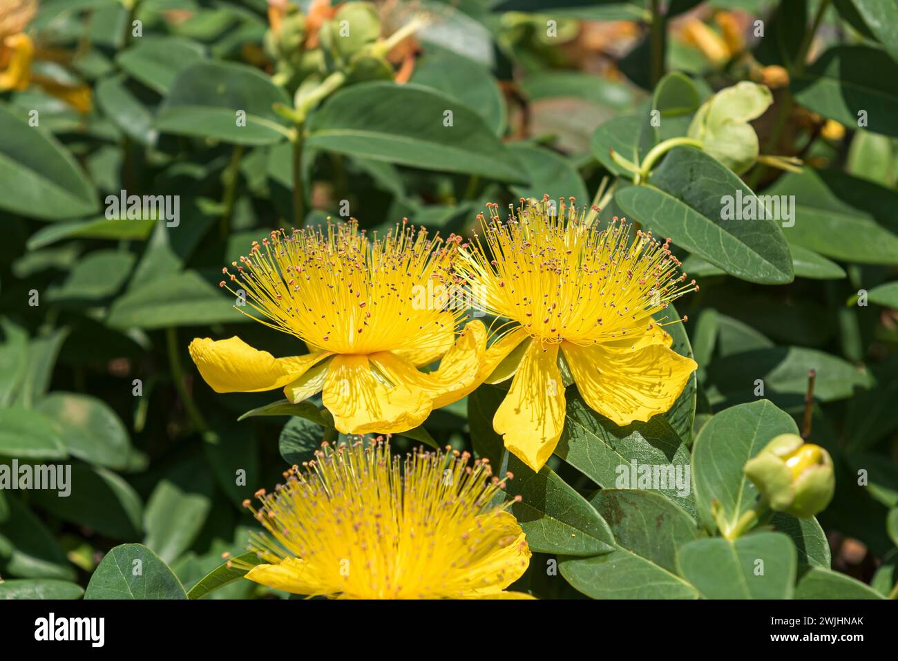 Large-flowered St John's wort (Hypericum calycinum Stock Photo - Alamy