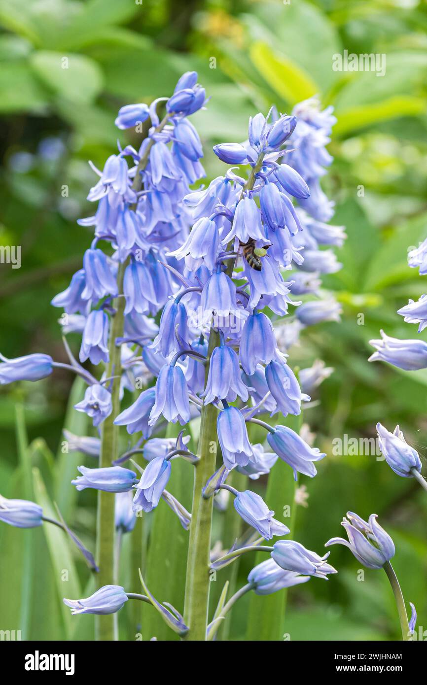 Spanish bluebell (Hyacinthoides hispanica 'Excelsior' Stock Photo - Alamy