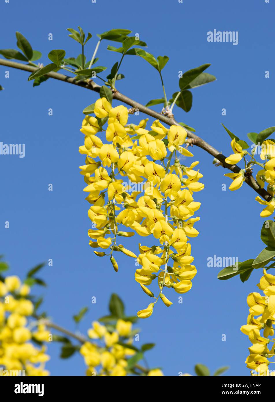 Laburnum plant hi-res stock photography and images - Alamy