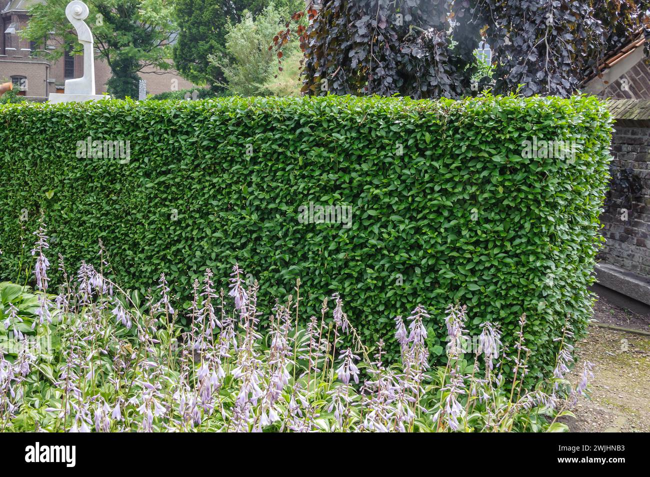 Privet (Ligustrum ovalifolium Stock Photo - Alamy