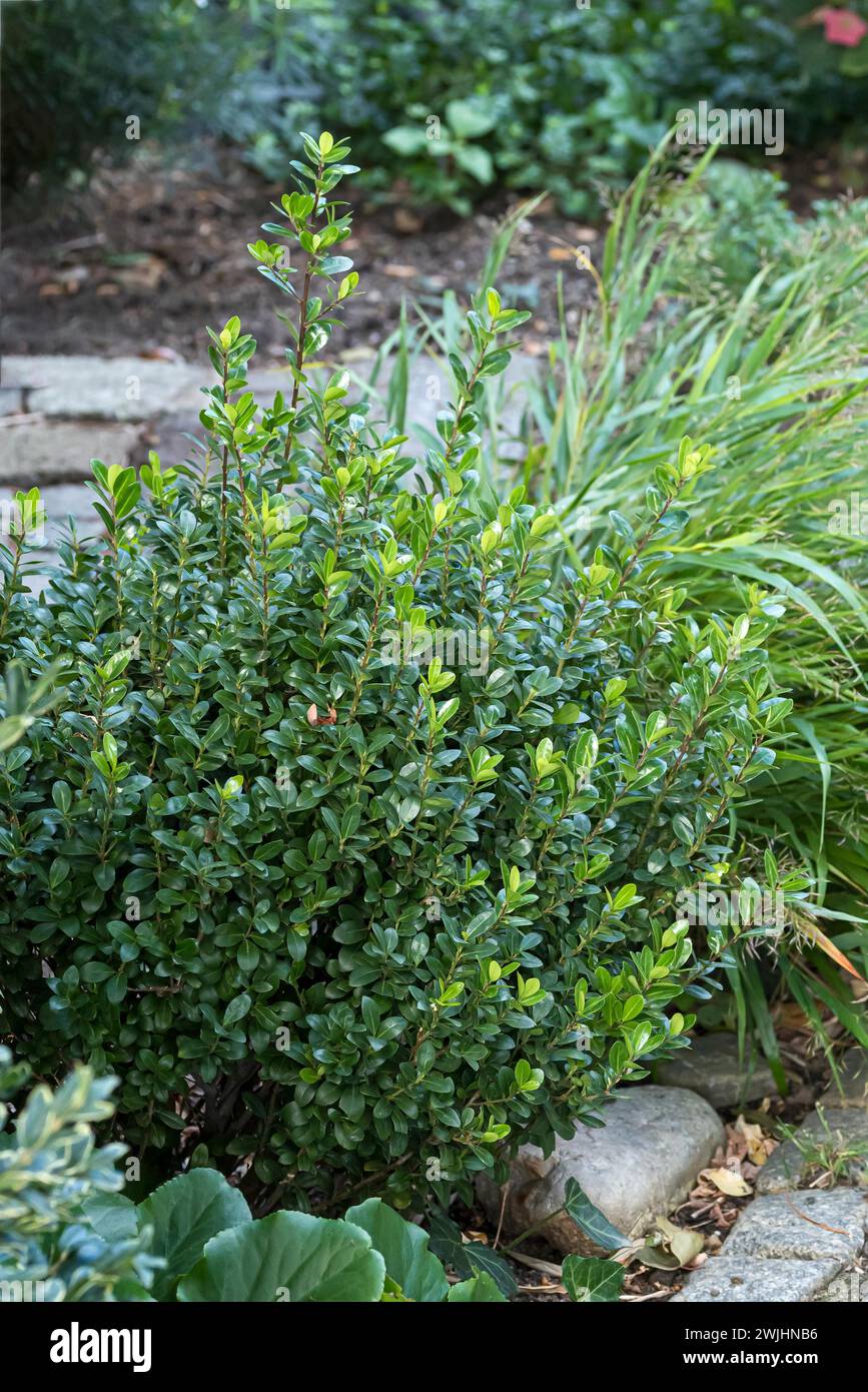 Holly ilex crenata hi-res stock photography and images - Alamy
