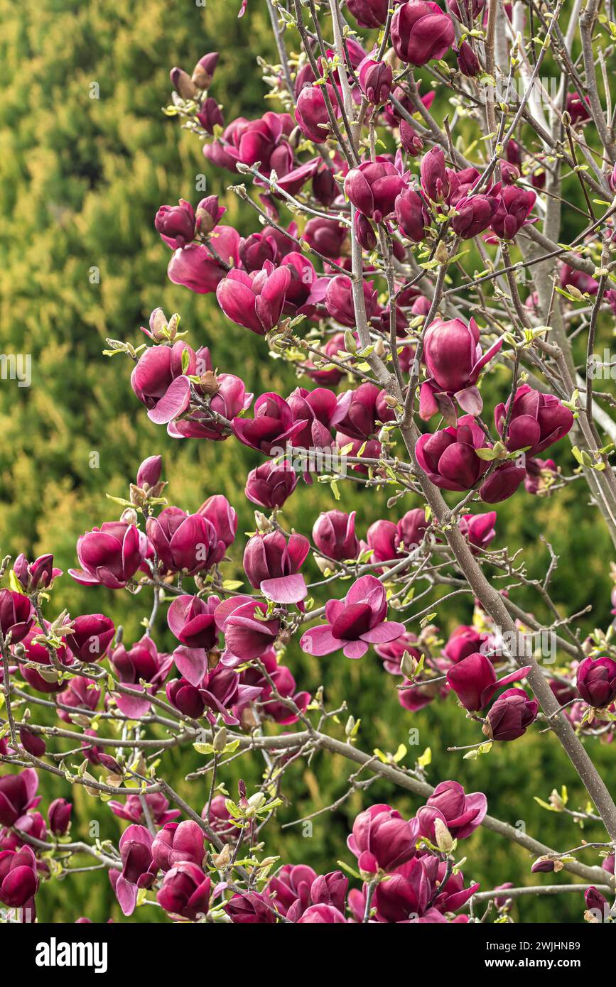 Purple magnolia (Magnolia 'Genie' Stock Photo - Alamy