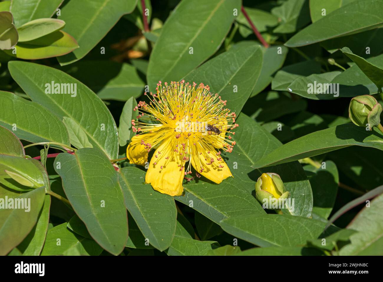 Large-flowered St John's wort (Hypericum calycinum Stock Photo - Alamy