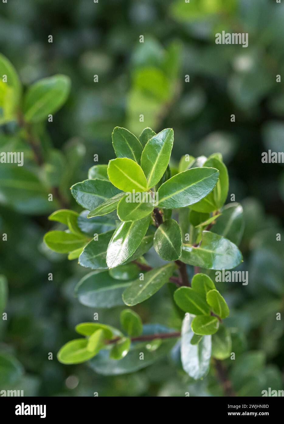 Ilex crenata plant hi-res stock photography and images - Alamy