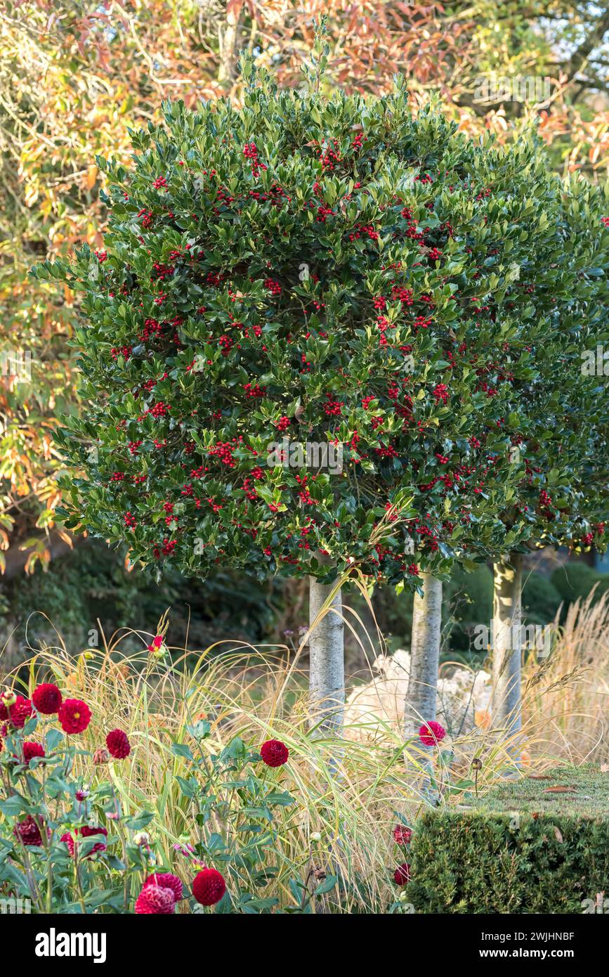 American holly tree hi-res stock photography and images - Alamy