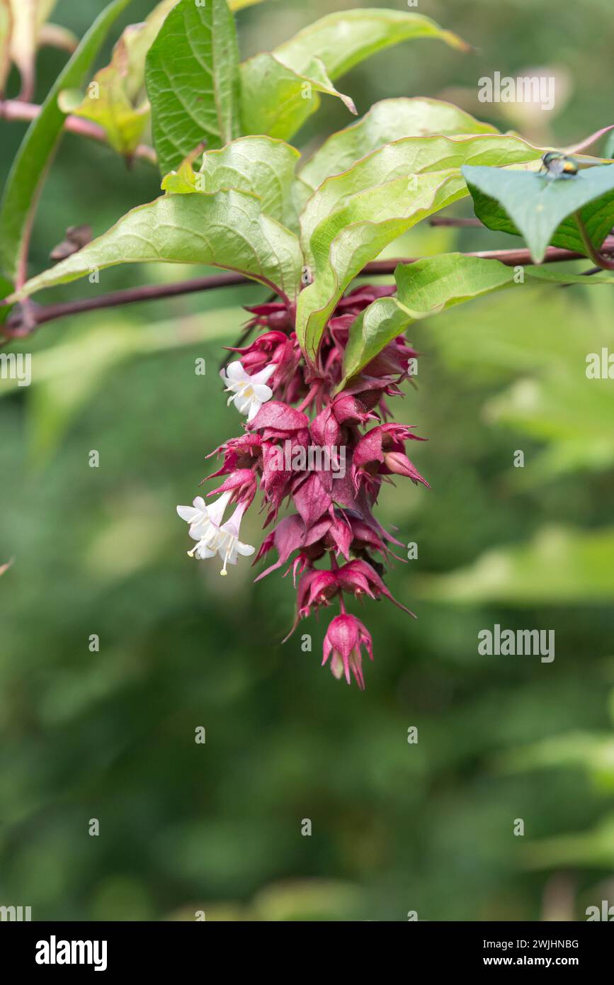 Leycesteria hi-res stock photography and images - Alamy