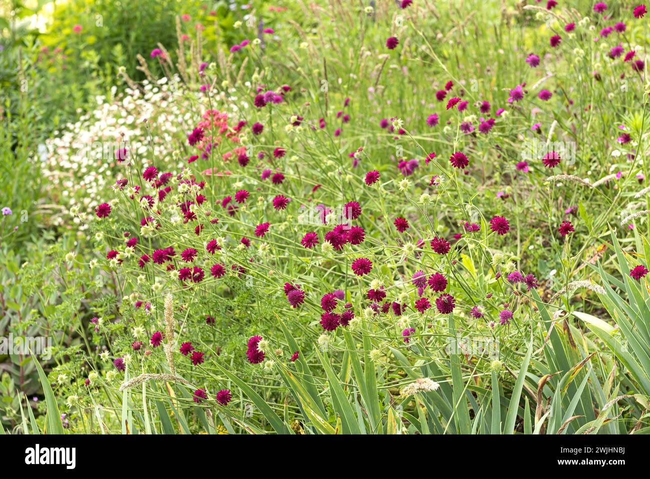 Widow flower hi-res stock photography and images - Alamy