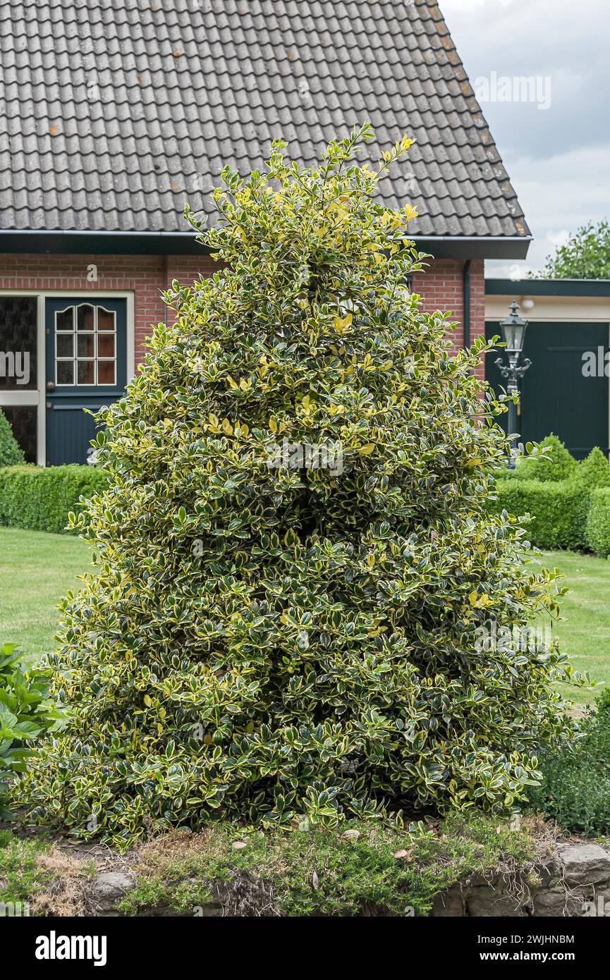 Holly (Ilex aquifolium 'Golden van Tol' Stock Photo - Alamy