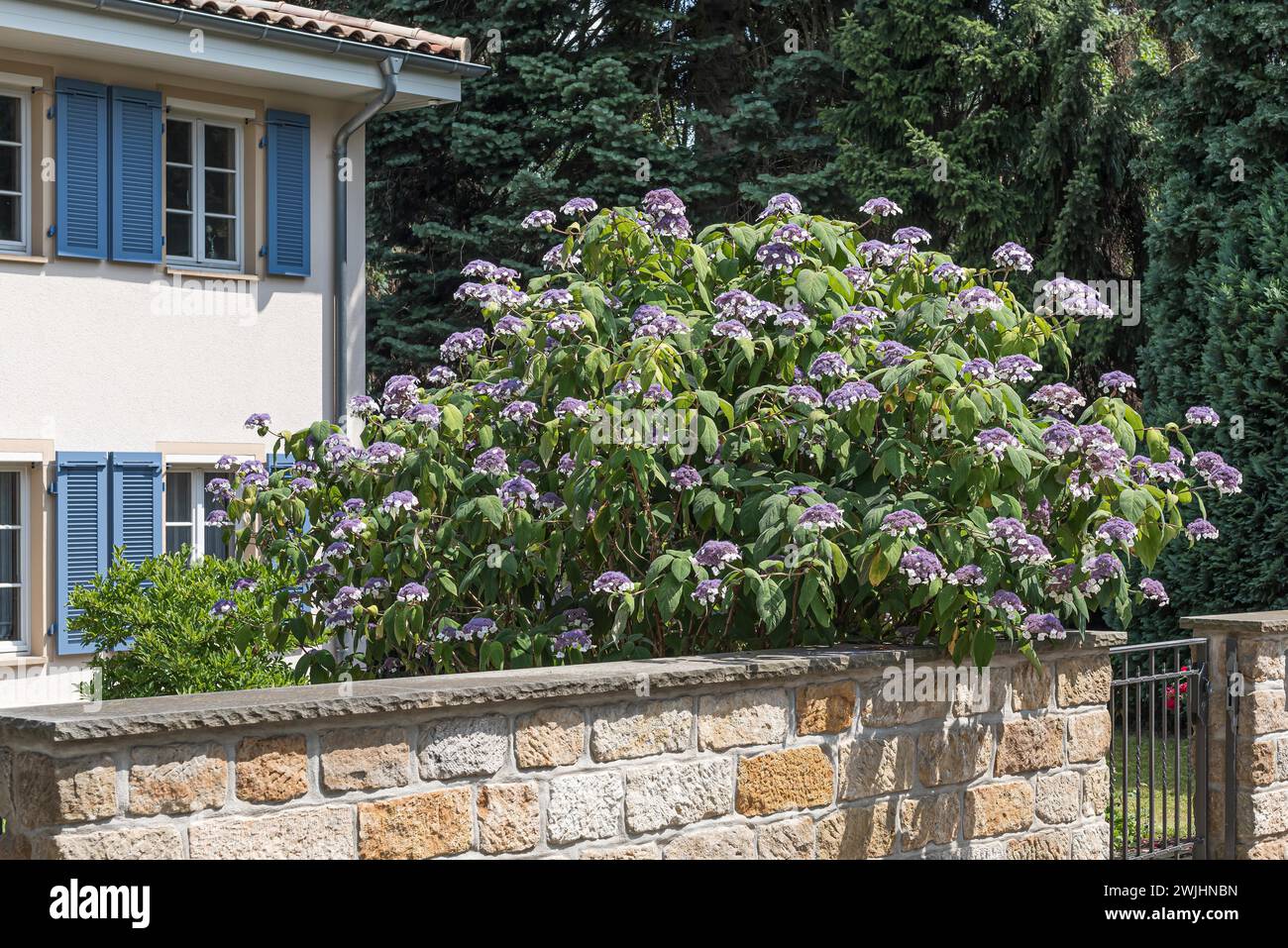 Velvet hydrangea (Hydrangea aspera subsp. sargentiana Stock Photo - Alamy