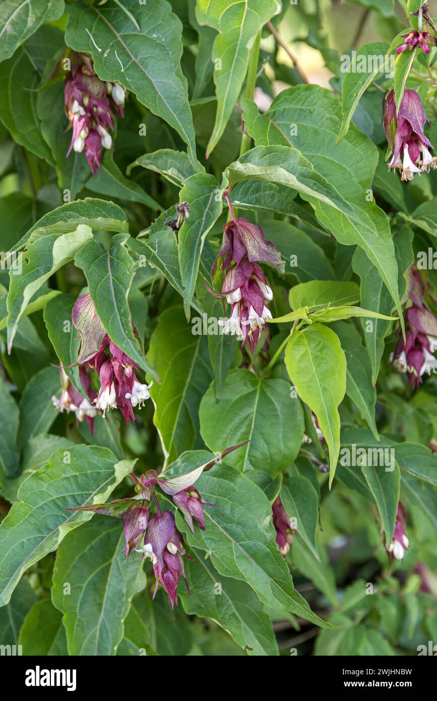 Variegated roofflower (Leycesteria formosa Stock Photo - Alamy