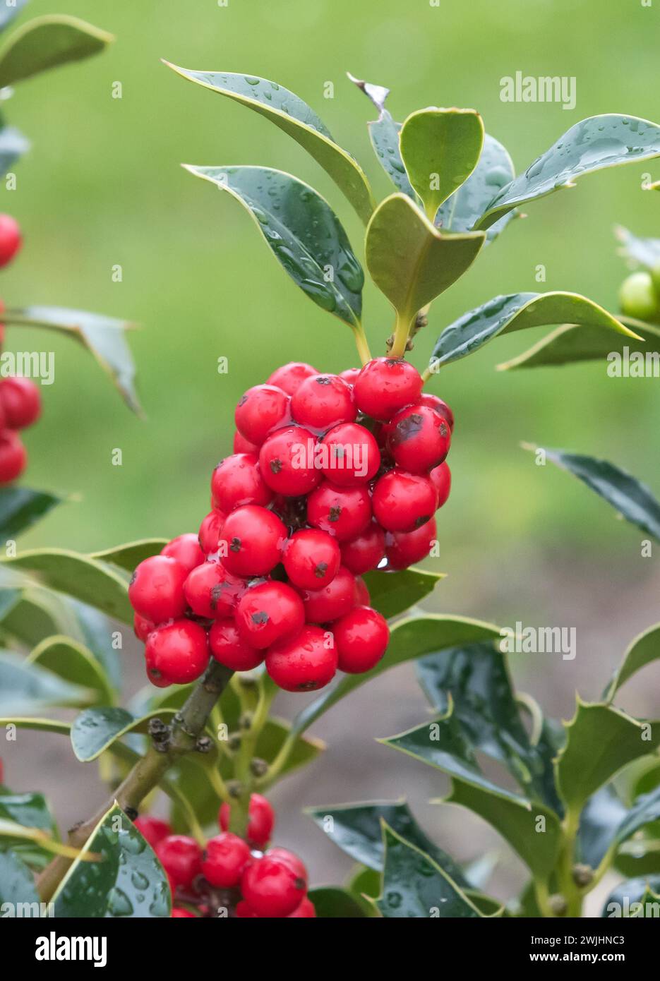 American holly tree hi-res stock photography and images - Alamy