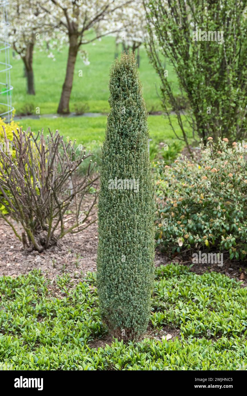 Juniperus communis ‘compressa’ hi-res stock photography and images - Alamy