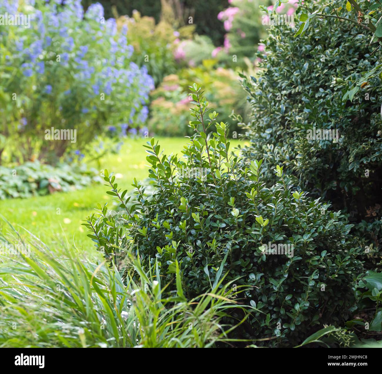 Ilex crenata plant hi-res stock photography and images - Alamy