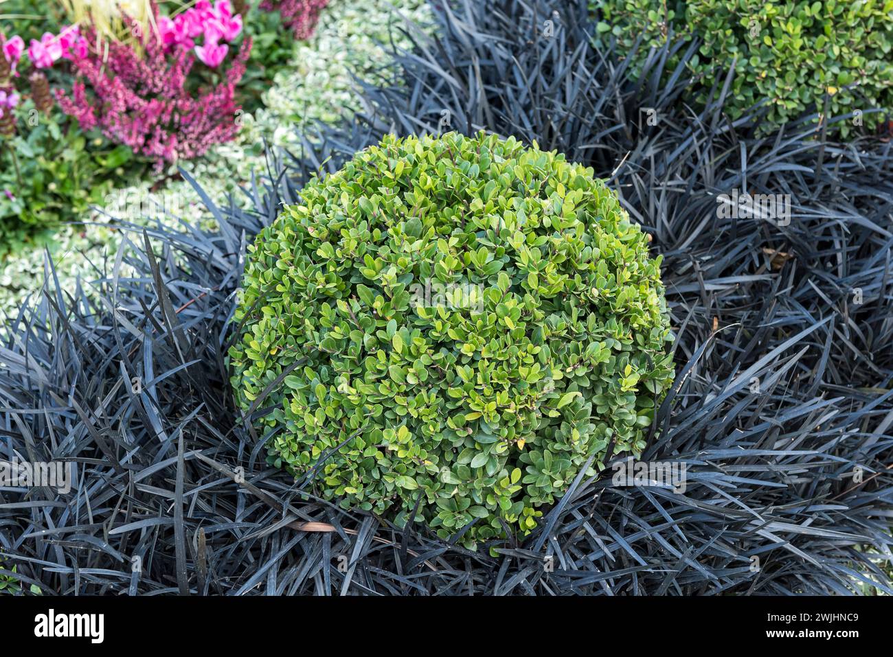 Japanese pod (Ilex crenata DARK GREEN), black snake's beard (Ophiopogon ...