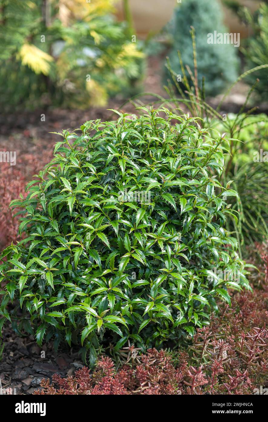 Dwarf holly, dwarf holly (Ilex aquifolium HECKENZWERG R Stock Photo - Alamy