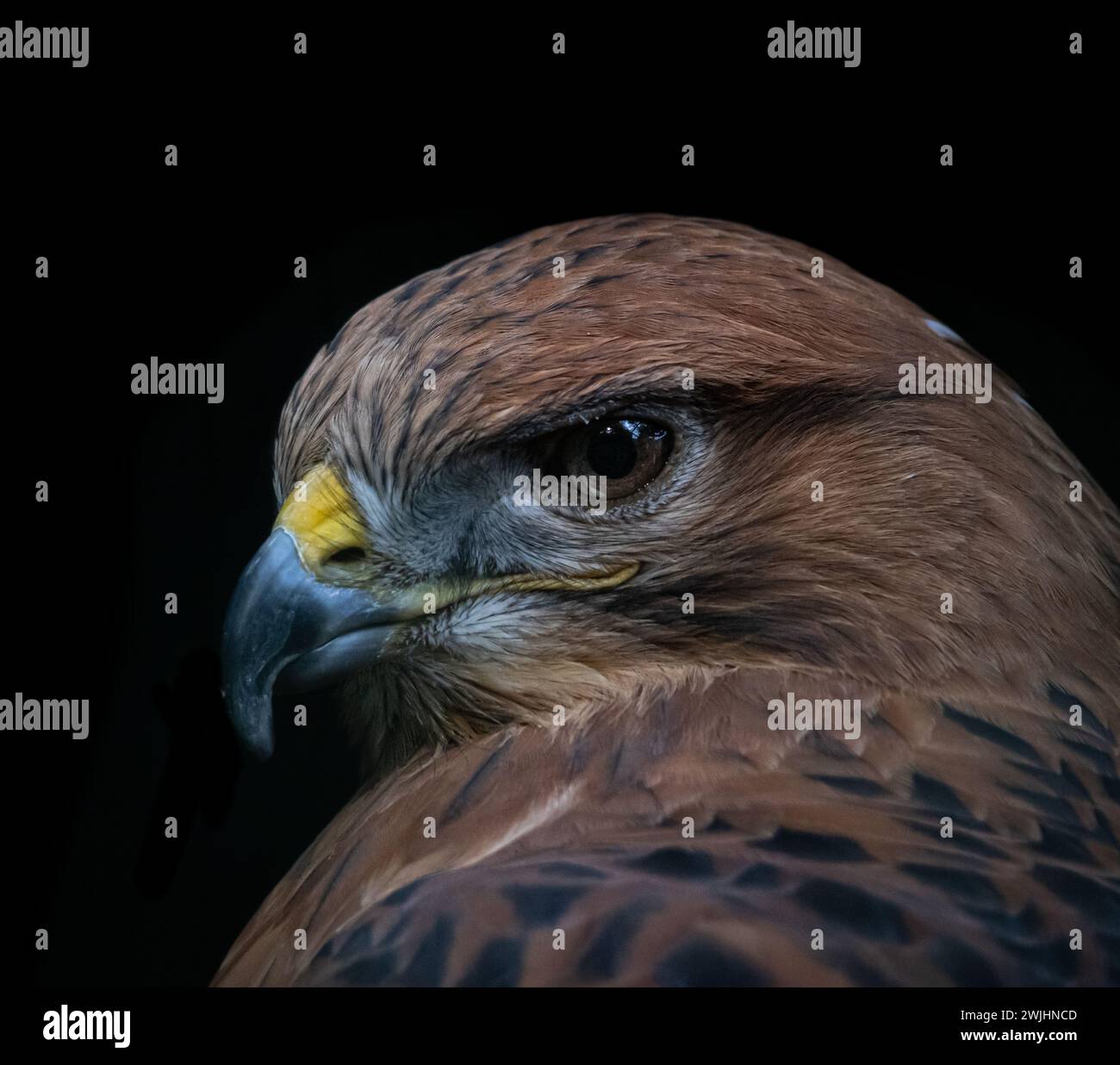 Buzzard feather hi-res stock photography and images - Alamy