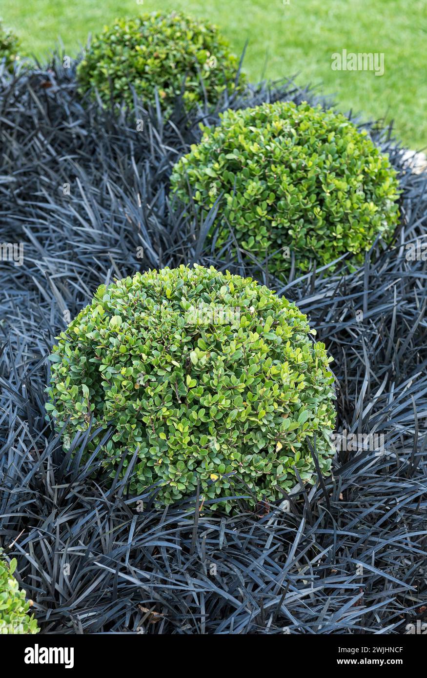 Japanese pod (Ilex crenata DARK GREEN), black snake's beard (Ophiopogon ...