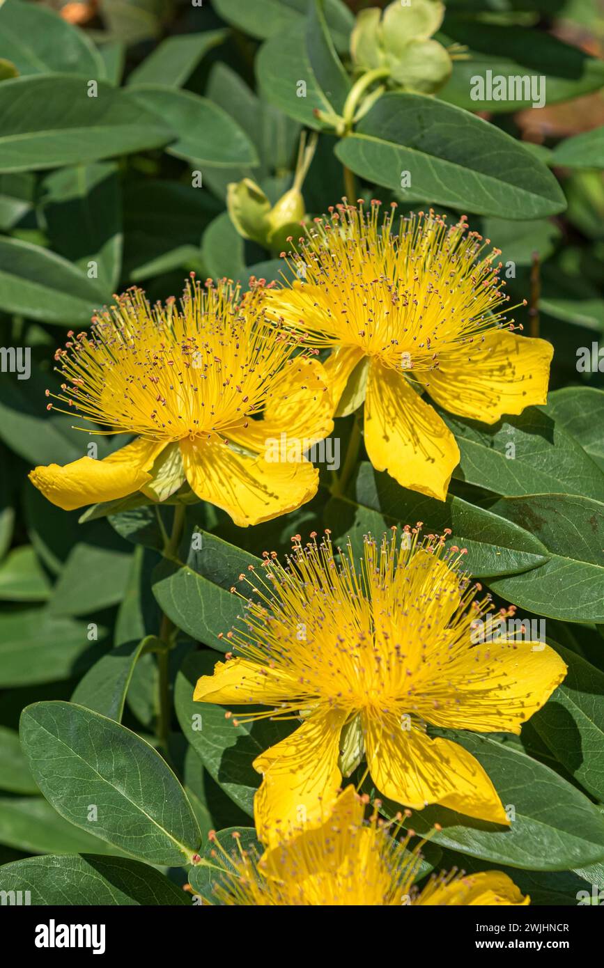 Large-flowered St John's wort (Hypericum calycinum Stock Photo - Alamy