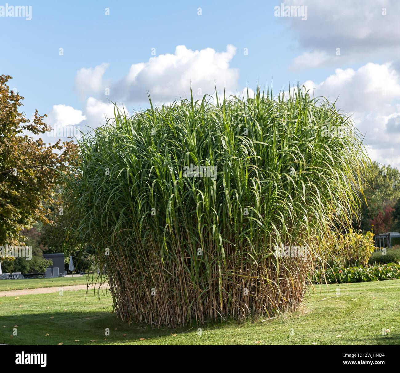 Giant Chinese reed (Miscanthus x giganteus Stock Photo - Alamy
