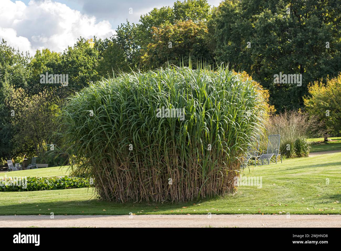 Giant Chinese reed (Miscanthus x giganteus Stock Photo - Alamy