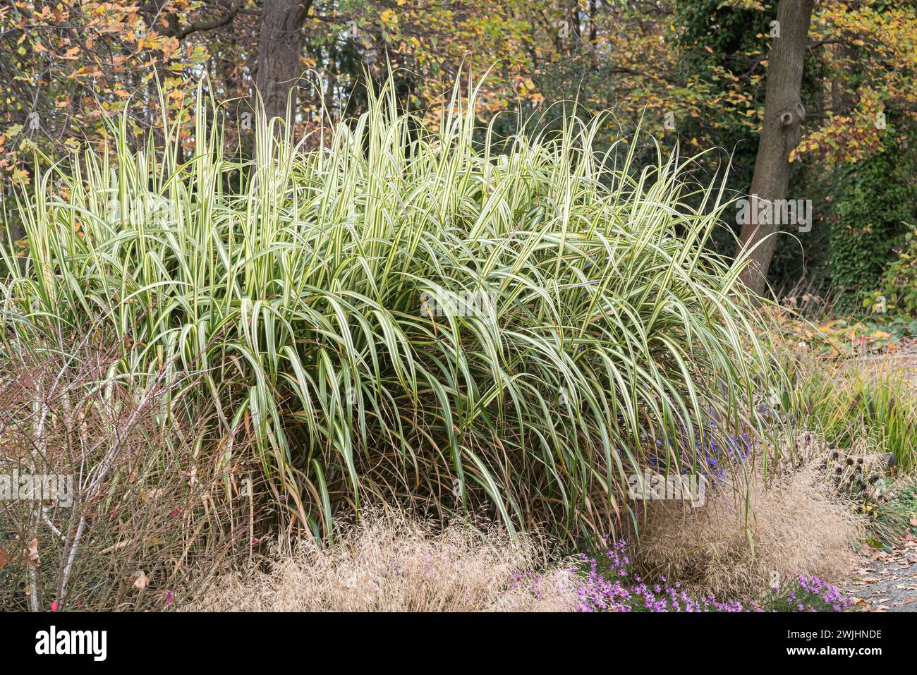 Cabaret miscanthus sinensis hi-res stock photography and images - Alamy