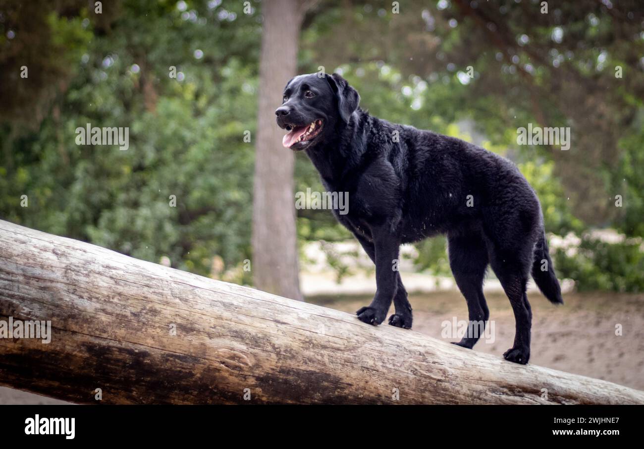 Labrador in the woods hi-res stock photography and images - Alamy
