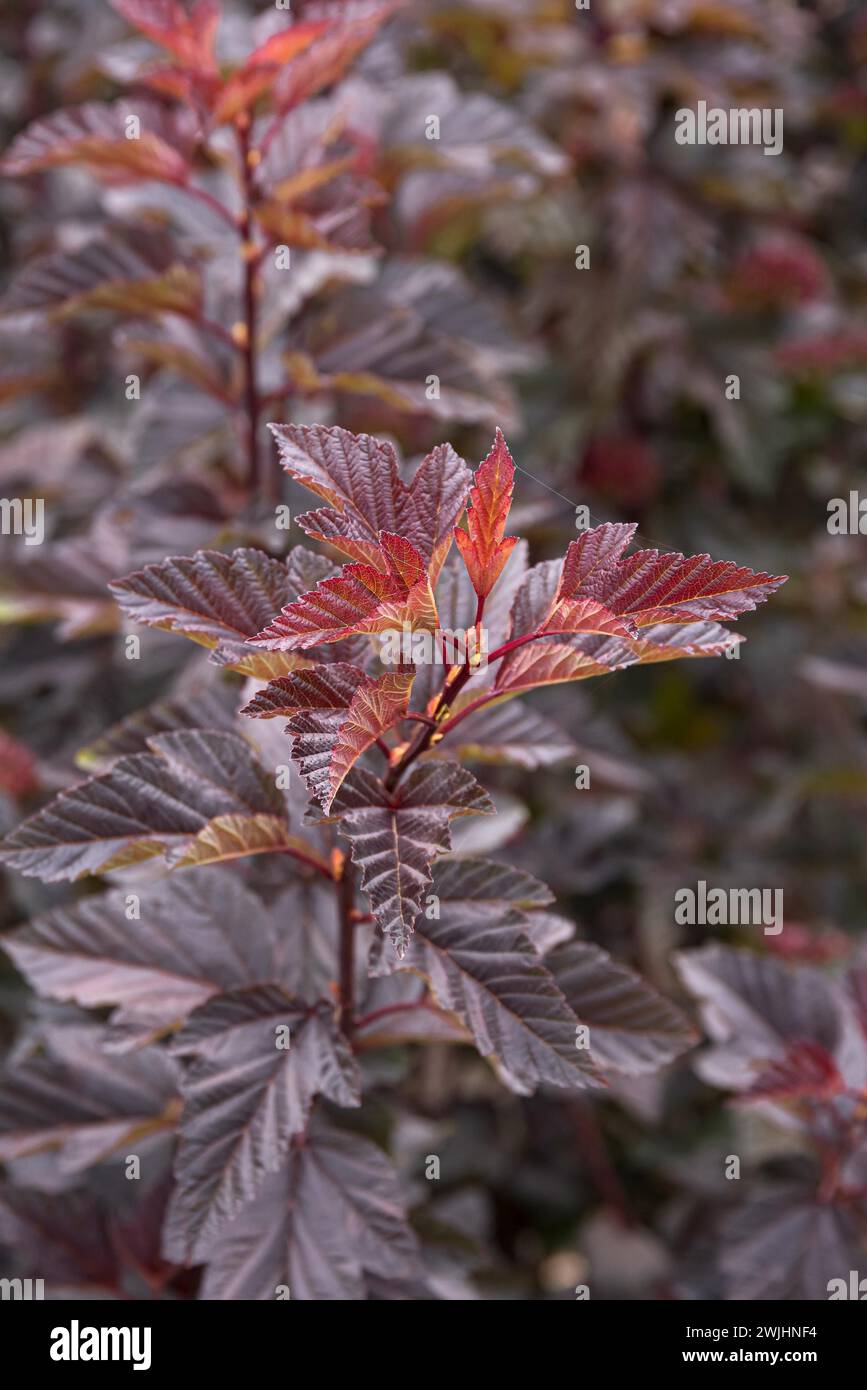 Red devil's bush (Physocarpus opulifolius LITTLE DEVIL Stock Photo - Alamy