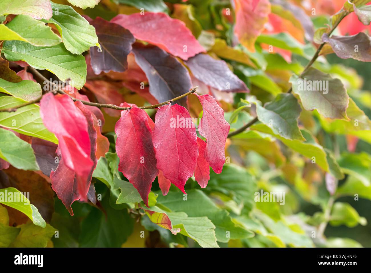 Persian ironwood (Parrotia persica Stock Photo - Alamy