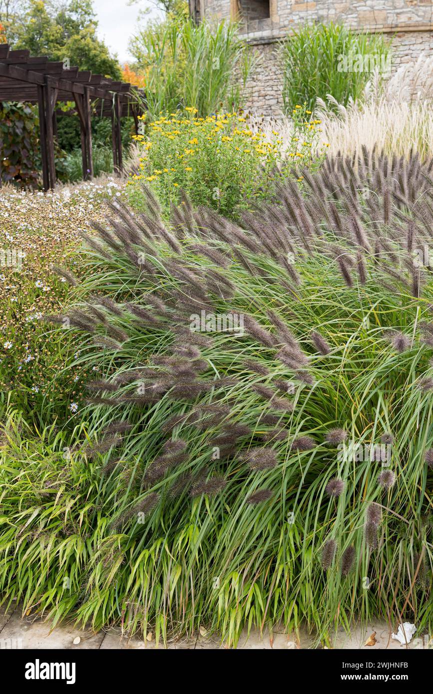 Lamp-cleaning grass (Pennisetum alopecuroides 'Black Beauty' Stock ...
