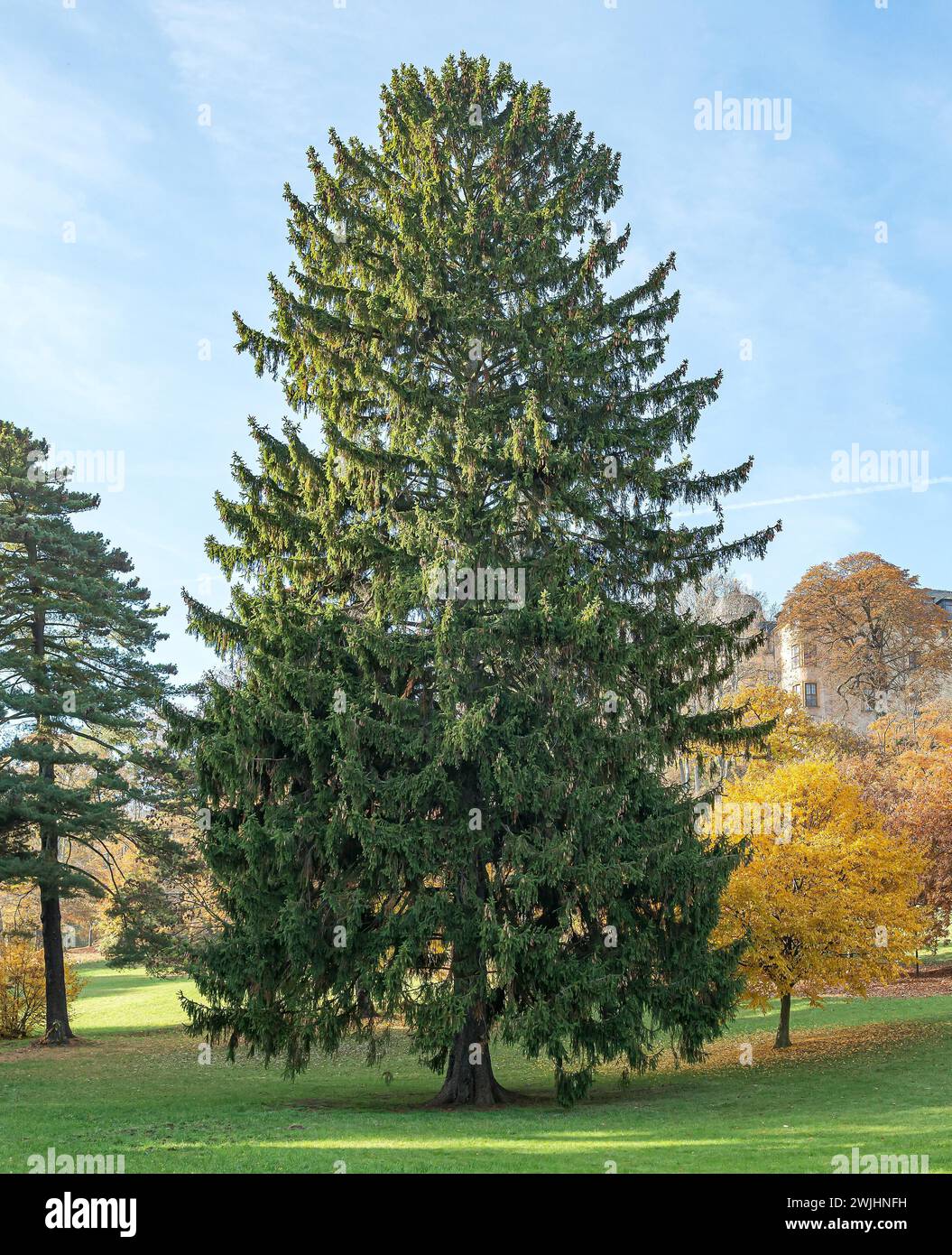 Red spruce (Picea abies Stock Photo - Alamy