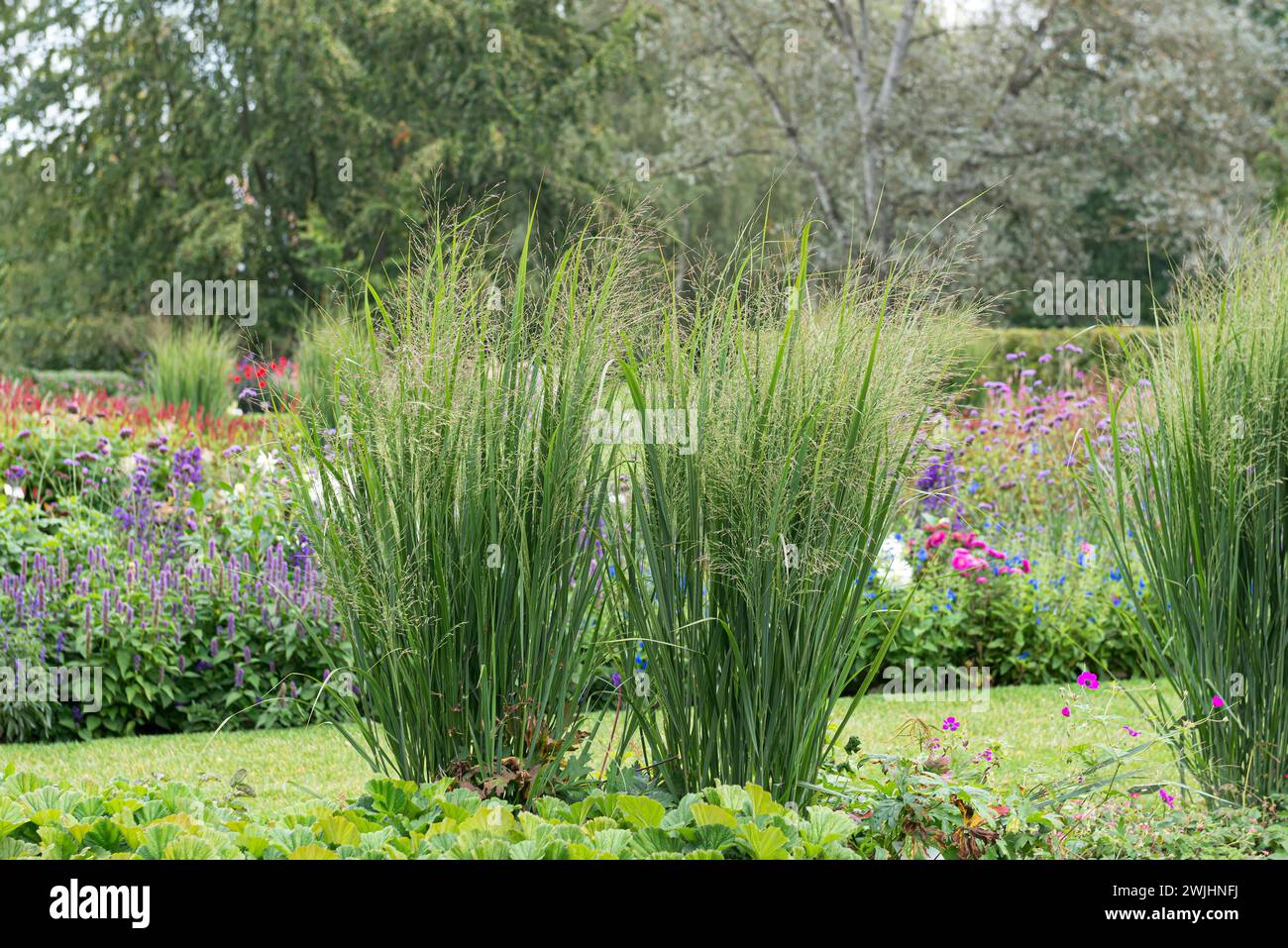 Switchgrass (Panicum virgatum 'Northwind' Stock Photo - Alamy