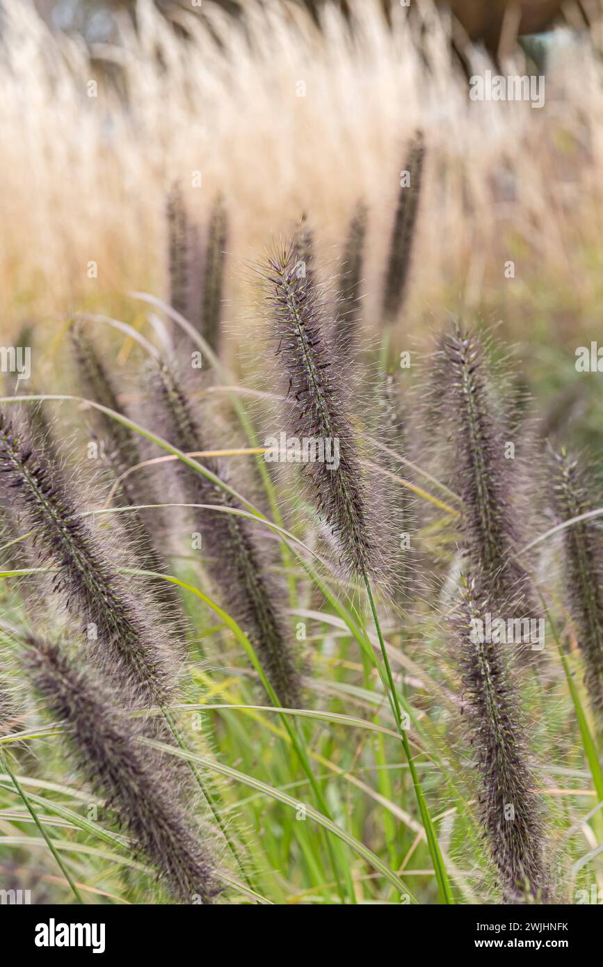 Lamp-cleaning grass (Pennisetum alopecuroides 'Black Beauty' Stock ...