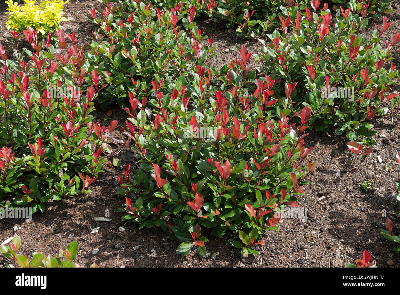 Medlar (Photinia x fraseri 'Little Red Robin' Stock Photo - Alamy