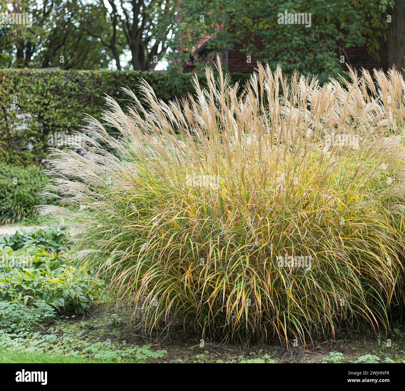 Chinese reed (Miscanthus sinensis 'Yaku Jima' Stock Photo - Alamy