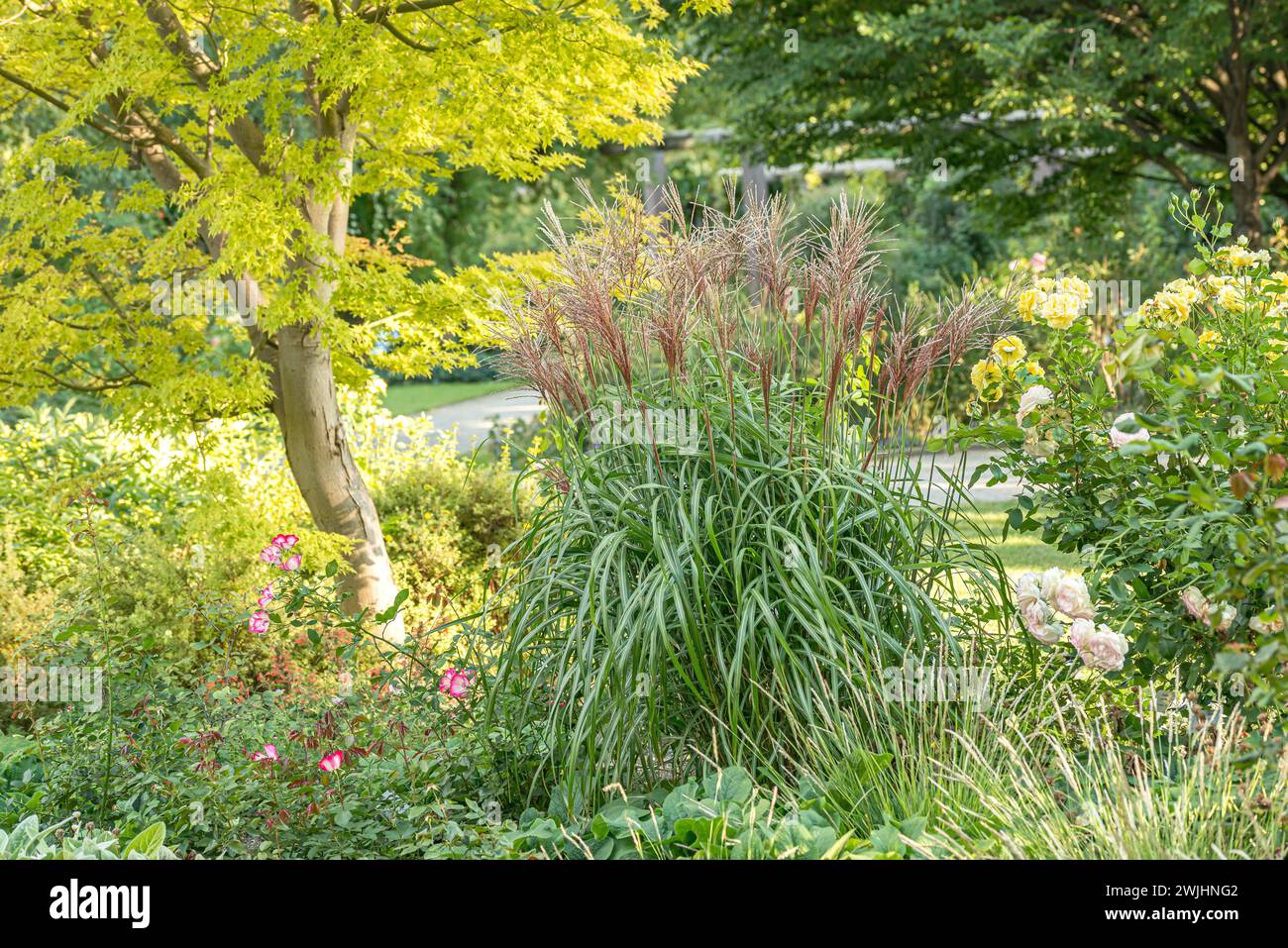 Chinese reed (Miscanthus sinensis 'Malepartus' Stock Photo - Alamy