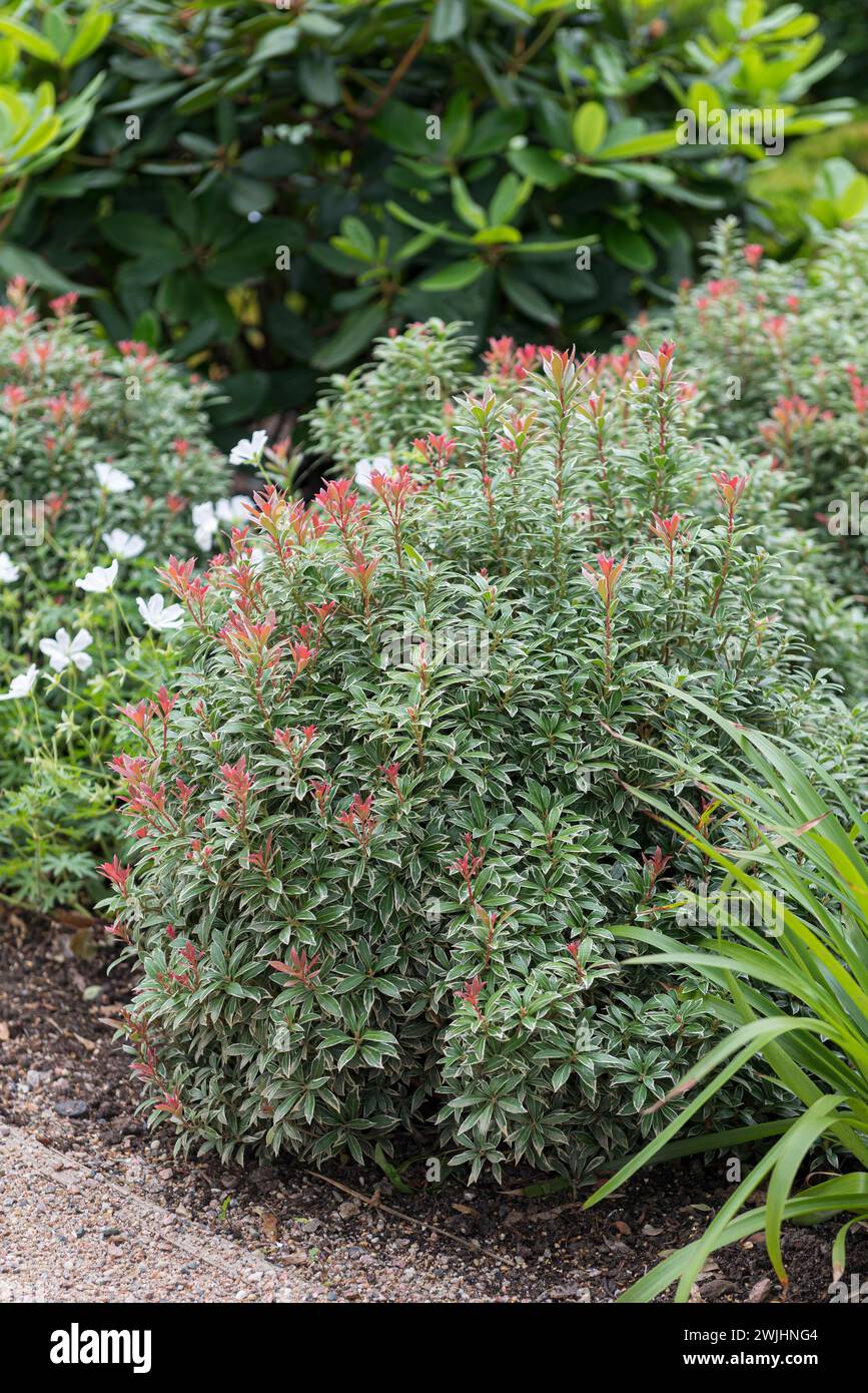 Shade bell (Pieris japonica 'Little Heath' Stock Photo - Alamy
