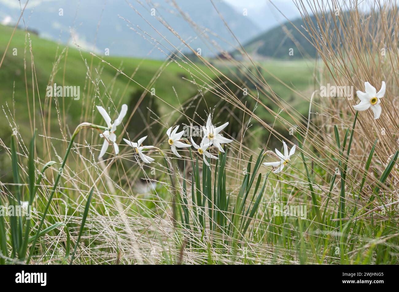 Poeticus var recurvus daffodil hi-res stock photography and images - Alamy
